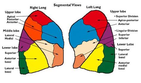 Segmental Anatomy Of The Lungs Nurse Teaching Respiratory Care