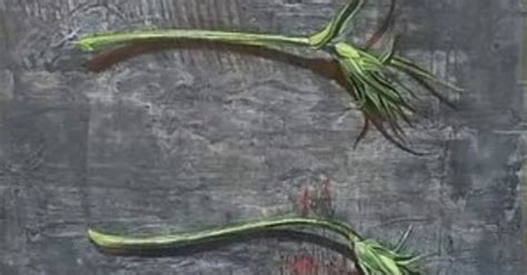 Madelein Marincowitz Artworks For Sale And More Artsy