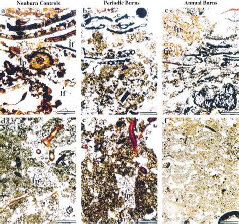 The Dominant Microstructure In The Upper 1 Cm Ac And A Horizons Df Download Scientific