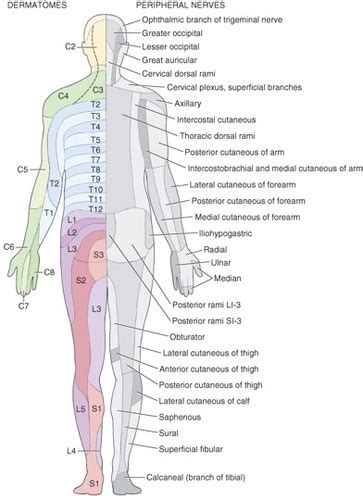 Neuro Midtermintro Cells Synapses Neuroplasticity Somatosensory And Motor System Flashcards