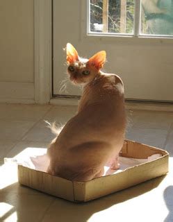 The Naked Cat