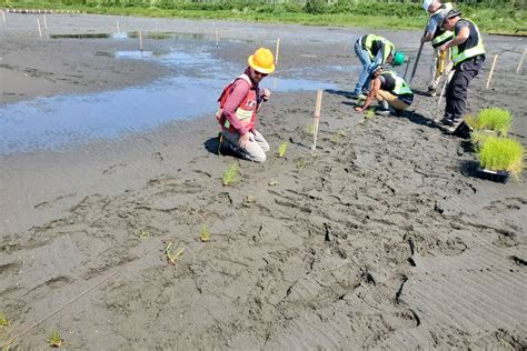 Nature Based Coastal Climate Adaptation Living Dikes Project Kwl