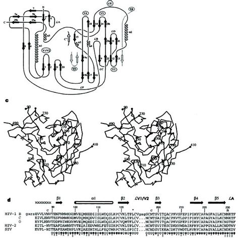 Hxbalm12 Gp41 Dna Sequence Shown Is A Comparison Of The Gp41 Coding