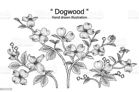 스케치 플로럴 장식 세트 도그 우드 꽃 그림 흰색 배경에 고립 된 검은 색 라인 아트 손으로 그린 식물 삽화 요소 벡터입니다 0명에 대한 스톡 벡터 아트 및 기타 이미지