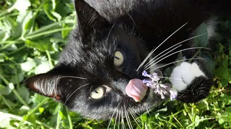 Catnip Craze The Science Behind A Feline Aphrodisiac Floppycats