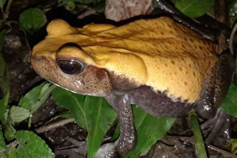 African Giant Toad Unlocking The Secrets Of A Unique Species