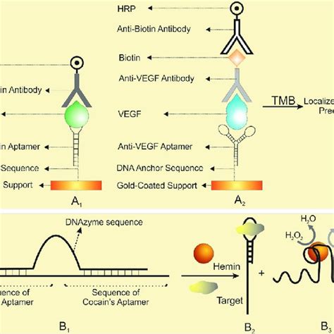 Schematic Representation Of Biosensing Based On Sandwich Aptamer Based