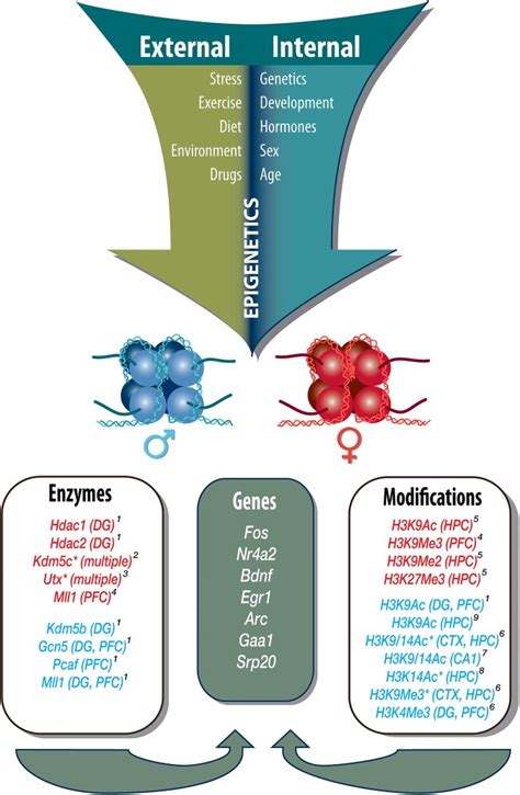 Examining The Contribution Of Histone Modification To Sex Differences
