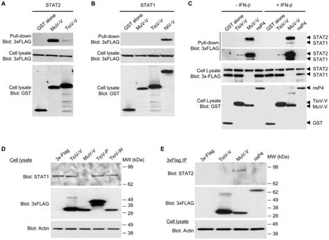 Ab Hek 293t Cells Were Co Transfected With Expression Vectors