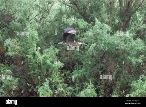 Spreading My Wings Stock Photo Alamy