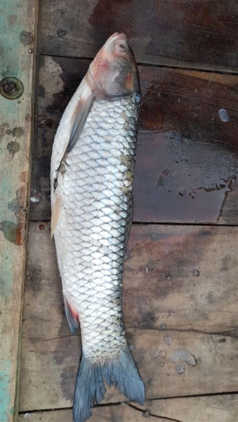 How To Use The Fish Detection Using Deep Learning Object Detection API