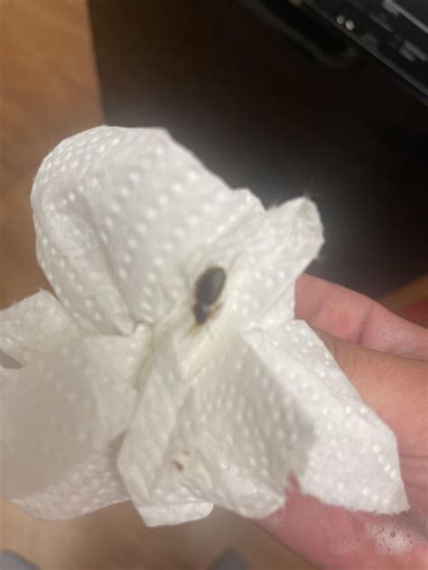 German Roach Rpestcontrol