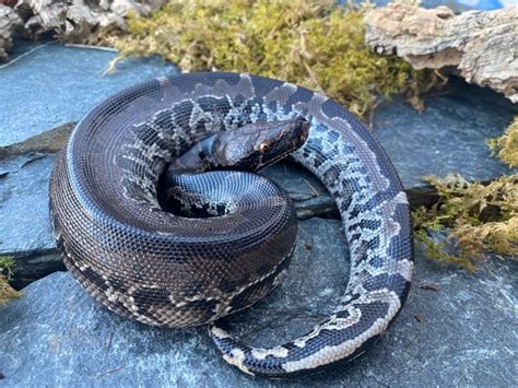 Sumatran Short Tailed Python Sumatran Short Tailed Python By Hardin
