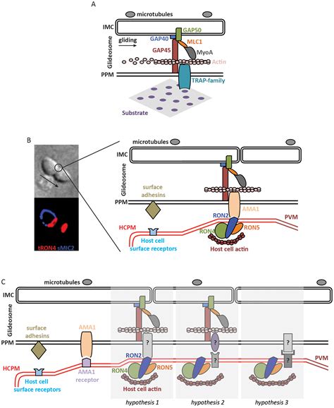 Apicomplexans Plasmodium