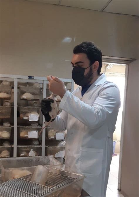 Mohammad Maleki On Linkedin Fattyliverdisease Diabetics Upr Rats