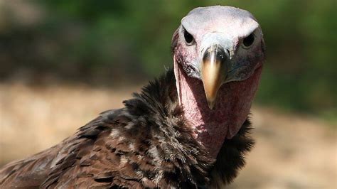 Unlike Most Birds Vultures Have Featherless Heads Why Do Most