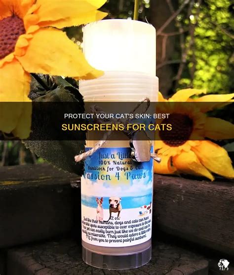 Protect Your Cats Skin Best Sunscreens For Cats Petshun