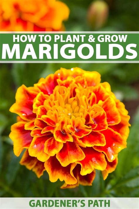 How To Grow And Care For Marigold Flowers Gardeners Path Growing
