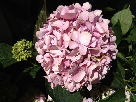 Pink Hydrangea Showing Off Its Spectacular Pom Pom Style Flowers Pink