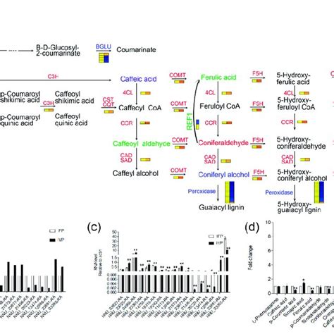 Overview Of Lignin Biosynthesis Pathway On Transcription Level