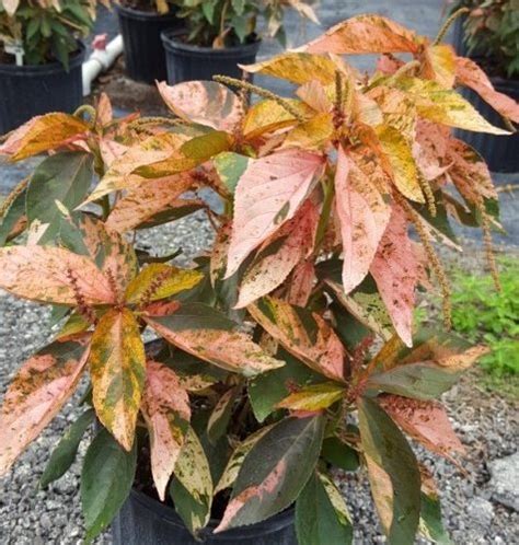 Landscape Shrubs Pat Fords Nursery