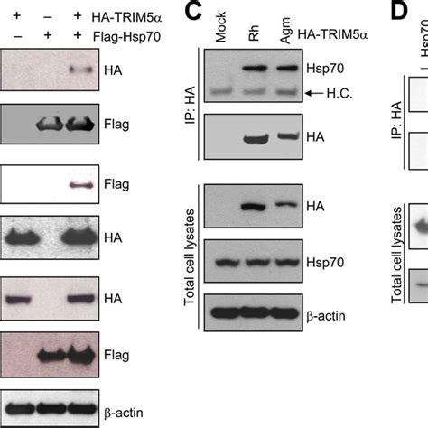 Hsp70 Interacts With Trim5 A The Subcellular Localization Of