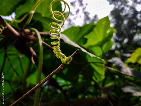 This Is A Tendril A Tendril Is A Specialized Stem Leaves Or Petiole With A Threadlike Shape