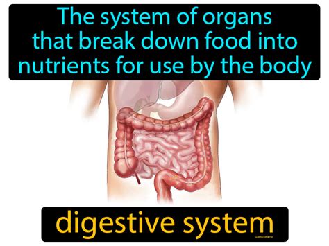 Digestive System Definition And Image Radience Gaming