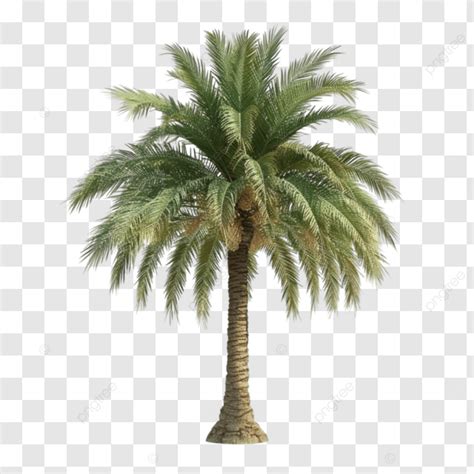 투명한 배경에 기름 야자 나무 투명한 배경에 기름 야자 나무 기름야자나무 손바닥 Png 일러스트 및 이미지 에 대한 무료