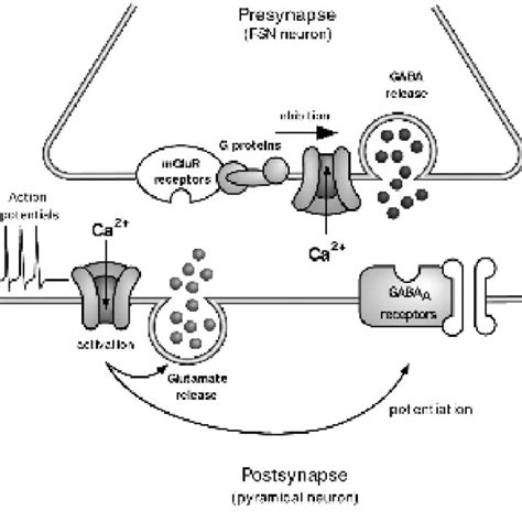 Modulation Of Synaptic Efficacy By Dendritic Vesicular Glutamate
