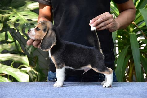 Javabeagle Kennel Thchjavas Brother