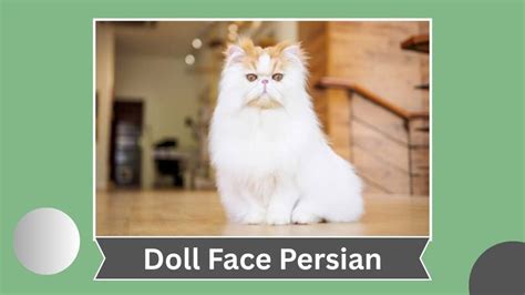 7 Types Of Persian Cats Identification With Pictures