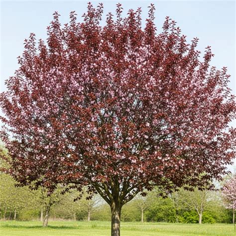 5ft Black Cherry Plum Tree Prunus Cerasifera Nigra Bare Root 2