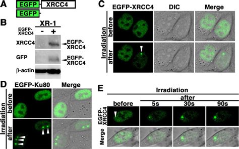 Functional Characterization Of Egfp Xrcc4 A Schematic Diagrams Of
