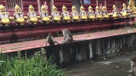 ស្វានៅ លេីក ភ្នំ ប្រុស ភ្នំ ស្រី Youtube