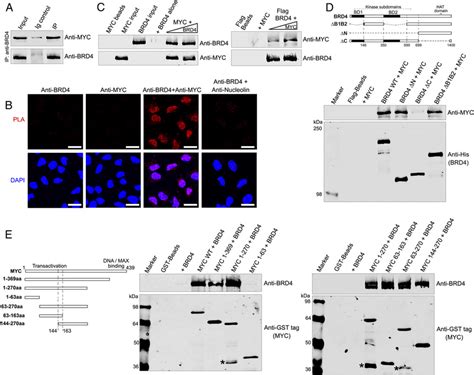 Brd4 And Myc Interact In The Nucleus A Brd4 Associates With Myc Download Scientific Diagram