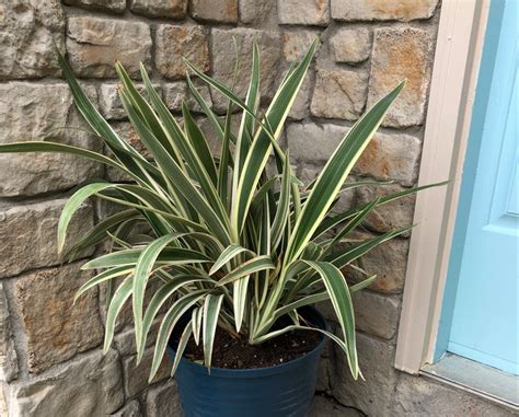 Propagating Tasmanian Flax Lily The Ultimate Guide