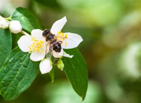 Premium Photo Bee On White Flower