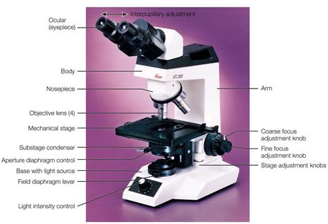 Optical Parts Of A Light Microscope At Julius Scudder Blog