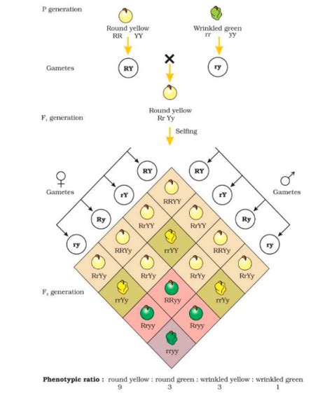 Principles Of Inheritance Class 12 Pcmb Ncert Biology