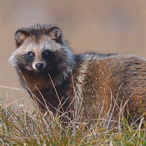 The Tanuki The Japanese Racoon Dog The Ark In Space