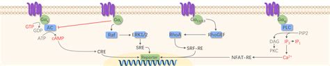 Gpcr