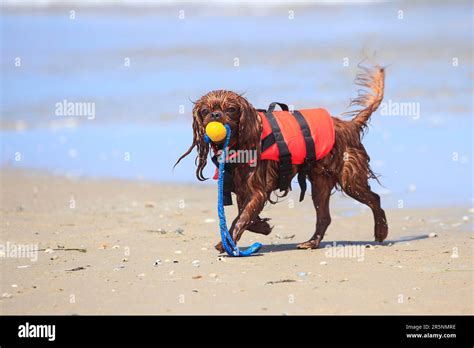 cavalier king charles spaniel ruby life jacket fetch ball toy stock