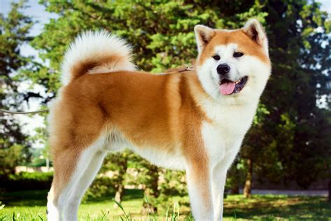 Perro Hachiko Imagenes At Eileen Towner Blog
