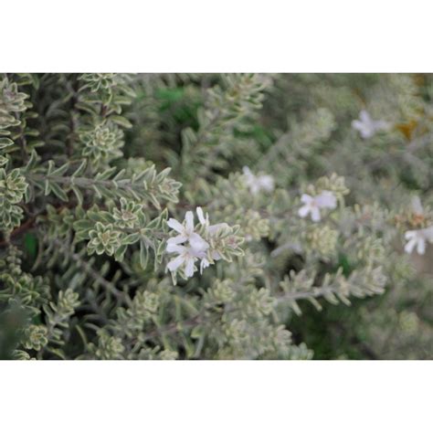 Westringia Fruticosa Smokey