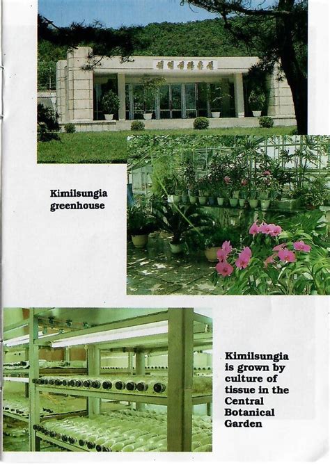 Kimilsungia 1994 R Northkoreapics