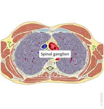 Spinal Ganglion E Anatomy Imaios