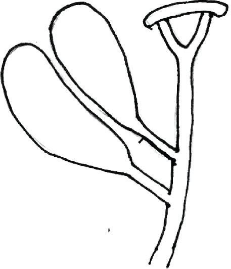 Classification Of The Duplication Of The Gallbladder Download Scientific Diagram