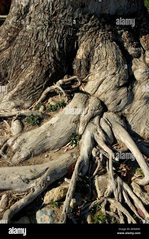 Tree Trunk Roots Close Up Stock Photo Alamy