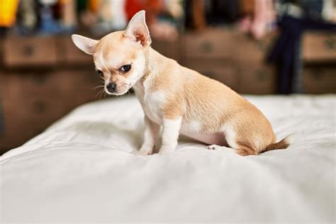 What Is The Smallest Chihuahua Breed In The World With Pictures